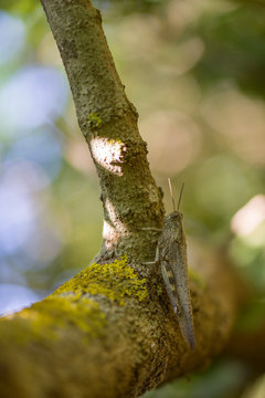 Zirpe Images – Browse 28 Stock Photos, Vectors, and Video | Adobe Stock