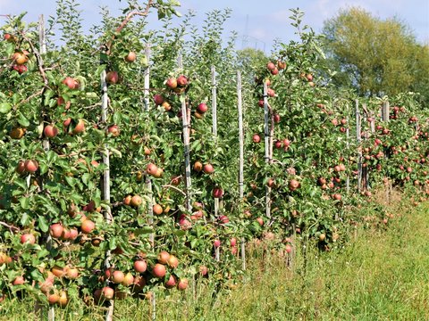 Apfelfeld Images – Browse 41 Stock Photos, Vectors, and Video | Adobe Stock