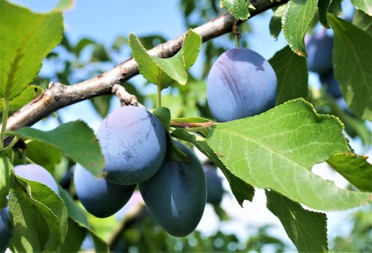 Zwetschgenbaum Images – Browse 374 Stock Photos, Vectors, and Video ...