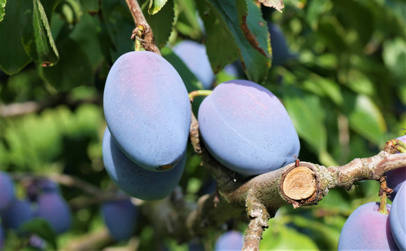 Zwetschgenbaum Bilder – Durchsuchen 1,259 Archivfotos, Vektorgrafiken ...