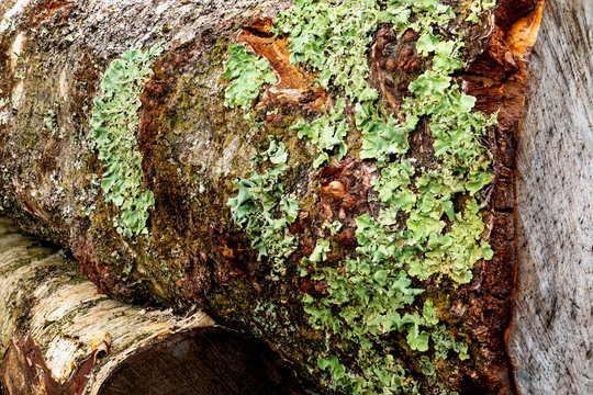 Winfrith Images – Browse 34 Stock Photos, Vectors, and Video | Adobe Stock