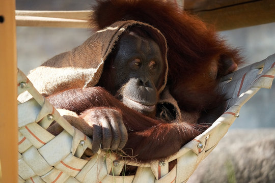 オランウータン Images – Browse 948 Stock Photos, Vectors, and Video | Adobe Stock