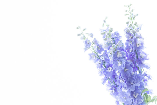 Funeral Background Purple Images – Browse 3,923 Stock Photos, Vectors ...