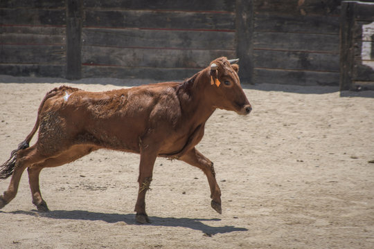 「Vaquilla」の画像 - 235 件の Stock 写真、ベクターおよびビデオ | Adobe Stock