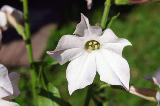 รูปภาพFlory – เลือกดูภาพถ่ายสต็อก เวกเตอร์ และวิดีโอ316 | Adobe Stock