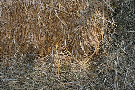 DIE 499 BESTEN BILDER, STOCK-FOTOS UND -VEKTORGRAFIKEN ZU „Strohalm ...