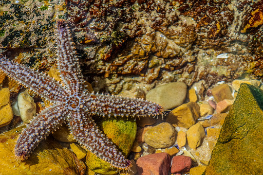 Asteriidae Bilder – Durchsuchen 212 Archivfotos, Vektorgrafiken und ...