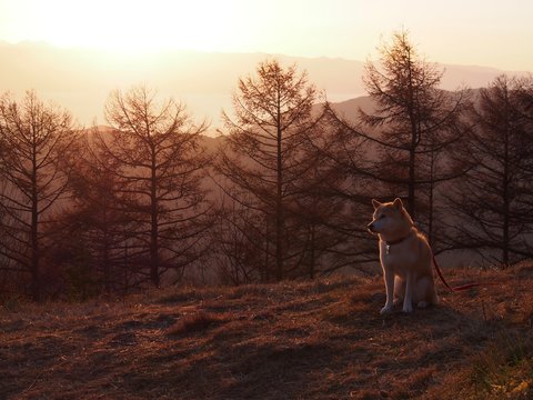Prosimian Bilder – Durchsuchen 4,015 Archivfotos, Vektorgrafiken und ...