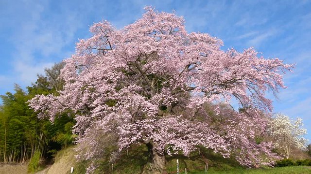 รูปภาพTamura – เลือกดูภาพถ่ายสต็อก เวกเตอร์ และวิดีโอ97 | Adobe Stock
