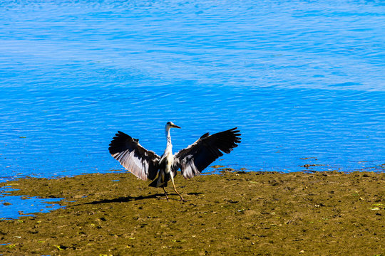Garsa Imagens – Procure 70 fotos, vetores e vídeos | Adobe Stock