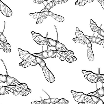 Maple Tree Seeds Drawing