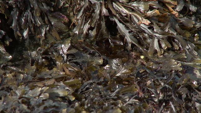 Imagens de Haptera – Explore Fotografias do Stock, Vetores e Vídeos de ...