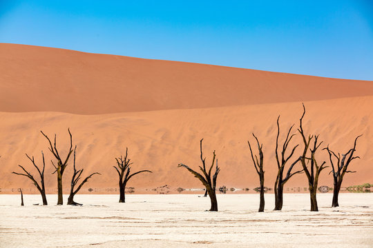 Kameeldoring bilder – Bläddra bland 1,669 stockfoton, vektorer och ...
