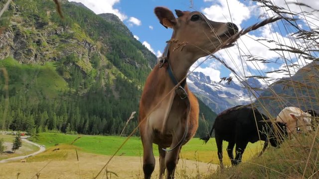 Mugir bilder – Bläddra bland 59 stockfoton, vektorer och videor | Adobe ...