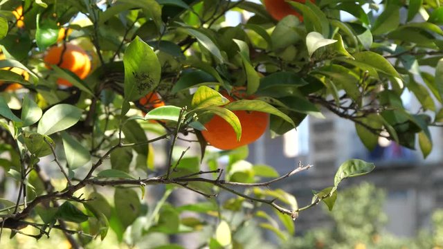 "Owari Satsuma Tree" Images – Browse 82 Stock Photos, Vectors, and ...