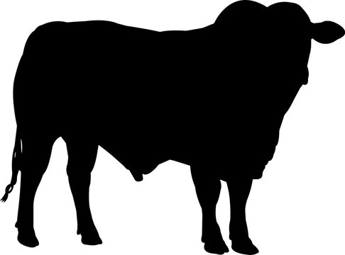 Black Beefmaster Cattle