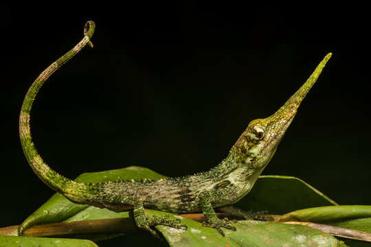 Imágenes de Pinocho: descubre bancos de fotos, ilustraciones, vectores ...