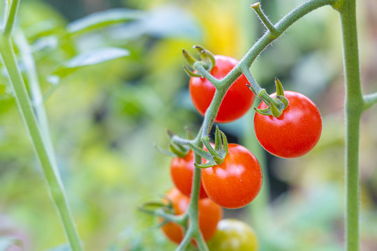 Tomatenstauden Bilder – Durchsuchen 346 Archivfotos, Vektorgrafiken und ...