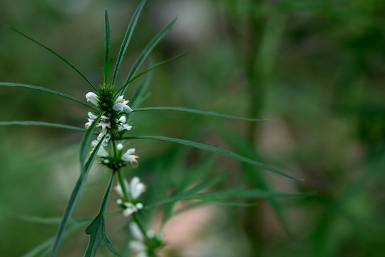 Ocimen Bilder – Durchsuchen 59 Archivfotos, Vektorgrafiken und Videos ...