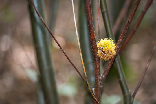 Bogue Images – Browse 1,802 Stock Photos, Vectors, and Video | Adobe Stock