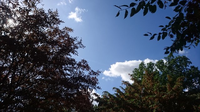 Vit photos, images, assets | Adobe Stock