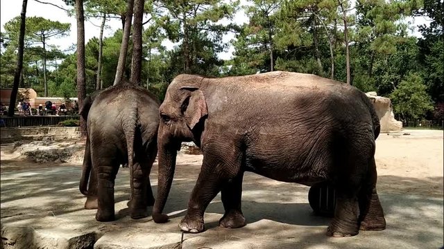 รูปภาพPachyderme – เลือกดูภาพถ่ายสต็อก เวกเตอร์ และวิดีโอ3,999 | Adobe ...