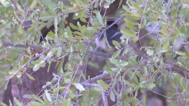 Boubou Images – Browse 2,800 Stock Photos, Vectors, and Video | Adobe Stock