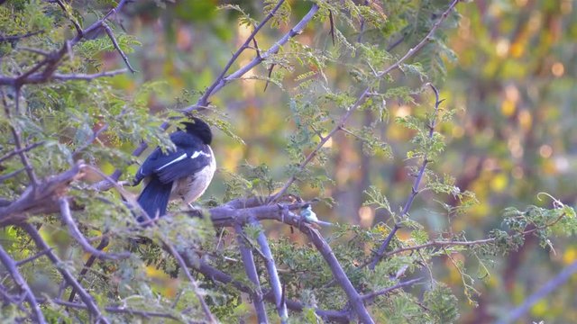 Boubou Images – Browse 2,800 Stock Photos, Vectors, and Video | Adobe Stock