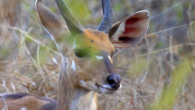 รูปภาพBushbuck – เลือกดูภาพถ่ายสต็อก เวกเตอร์ และวิดีโอ998 | Adobe Stock
