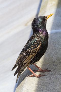 「Bired」の写真素材 | 91件の無料イラスト画像 | Adobe Stock