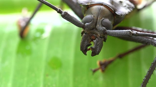 รูปภาพFijian – เลือกดูภาพถ่ายสต็อก เวกเตอร์ และวิดีโอ12,960 | Adobe Stock