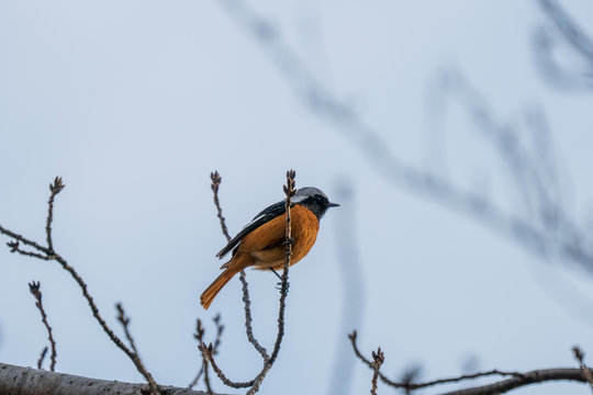 Otterrute Bilder – Durchsuchen 103 Archivfotos, Vektorgrafiken und ...