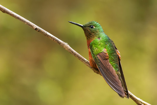 Guango Bilder – Durchsuchen 228 Archivfotos, Vektorgrafiken und Videos ...
