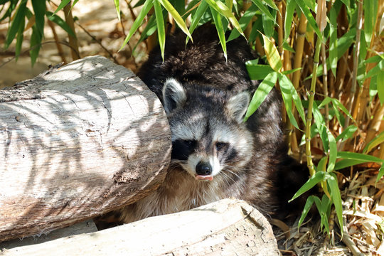 Obsequious Bilder – Durchsuchen 316 Archivfotos, Vektorgrafiken und ...