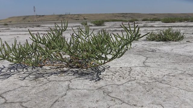 รูปภาพHalophytic – เลือกดูภาพถ่ายสต็อก เวกเตอร์ และวิดีโอ150 | Adobe Stock