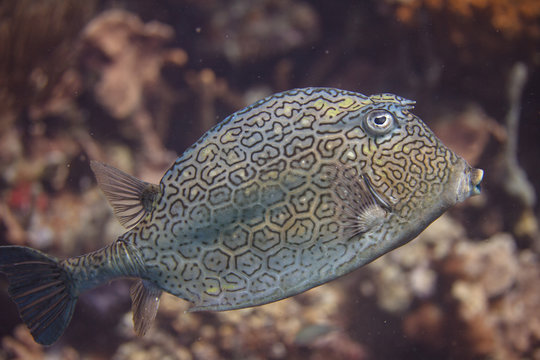 รูปภาพCowfish – เลือกดูภาพถ่ายสต็อก เวกเตอร์ และวิดีโอ2,002 | Adobe Stock