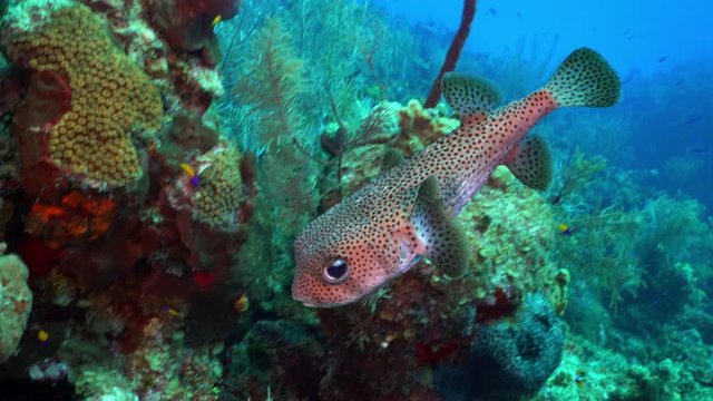 "Spot Fish" 影像 – 瀏覽 506 個素材庫相片、向量圖和影片 | Adobe Stock