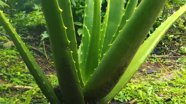 Kathalai Images – Browse 166 Stock Photos, Vectors, and Video | Adobe Stock