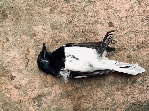 Black Cat Eating Bird