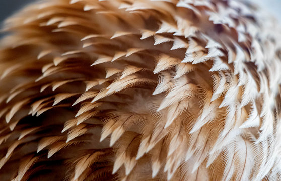 Adlerfeder Imagens – Procure 26 fotos, vetores e vídeos | Adobe Stock
