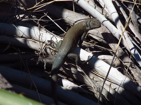 "Little Lizard" Images – Browse 205 Stock Photos, Vectors, and Video ...