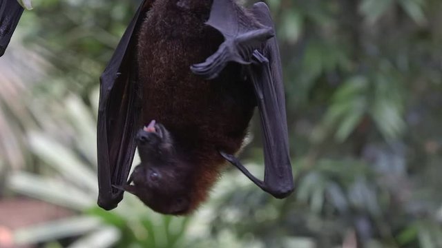 Malayan Flying Fox Face