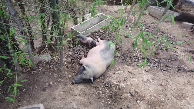 "Hampshire Pig" Images – Browse 549 Stock Photos, Vectors, and Video ...