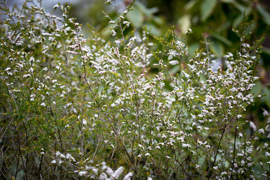 "Dainty Flowers" Images – Browse 135 Stock Photos, Vectors, and Video ...