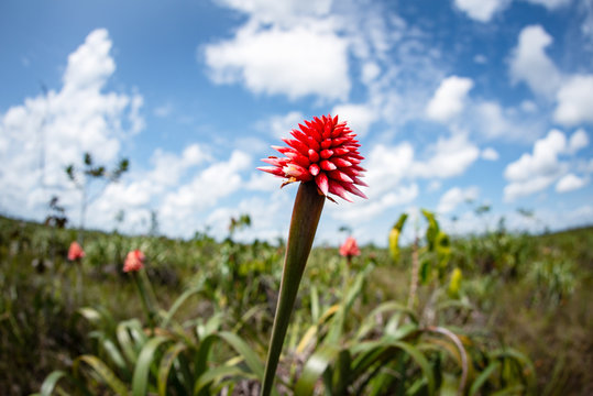 Orinoquia Imagens – Procure 351 fotos, vetores e vídeos | Adobe Stock