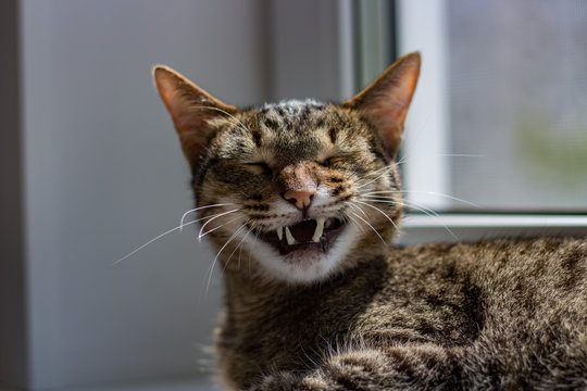 Wincing 이미지 – 찾아보기 6,742 스톡 사진, 벡터 및 비디오 | Adobe Stock