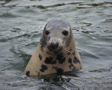 Foka Images – Browse 275 Stock Photos, Vectors, and Video | Adobe Stock