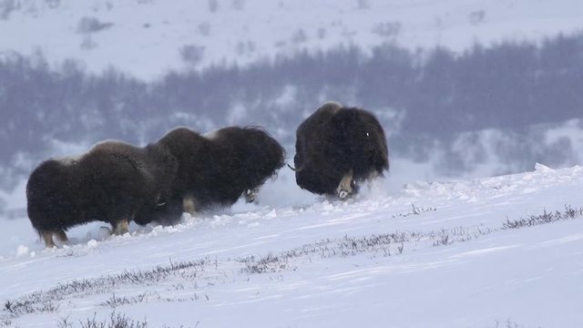 Moskus Bilder – Durchsuchen 68 Archivfotos, Vektorgrafiken und Videos ...