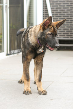 Verbaast Images – Browse 10 Stock Photos, Vectors, and Video | Adobe Stock