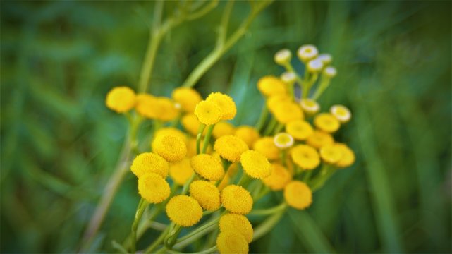 รูปภาพJaskier – เลือกดูภาพถ่ายสต็อก เวกเตอร์ และวิดีโอ247 | Adobe Stock